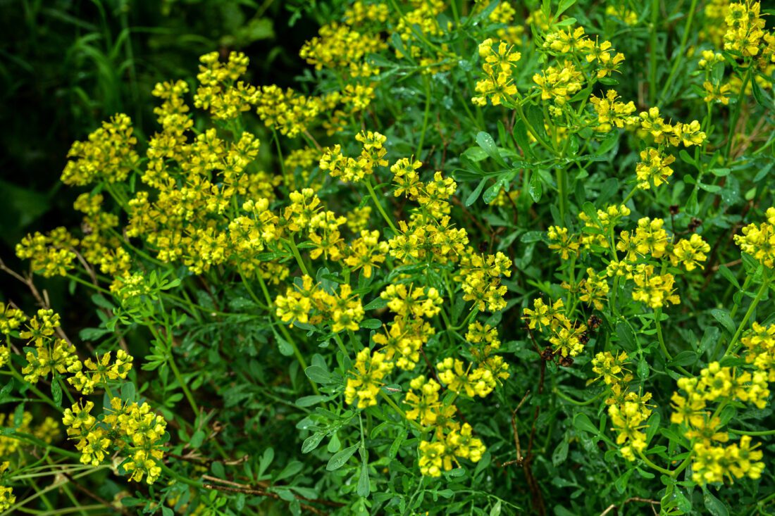 Rue Plant Uses and Rue Magical Properties - Mother Earth Living